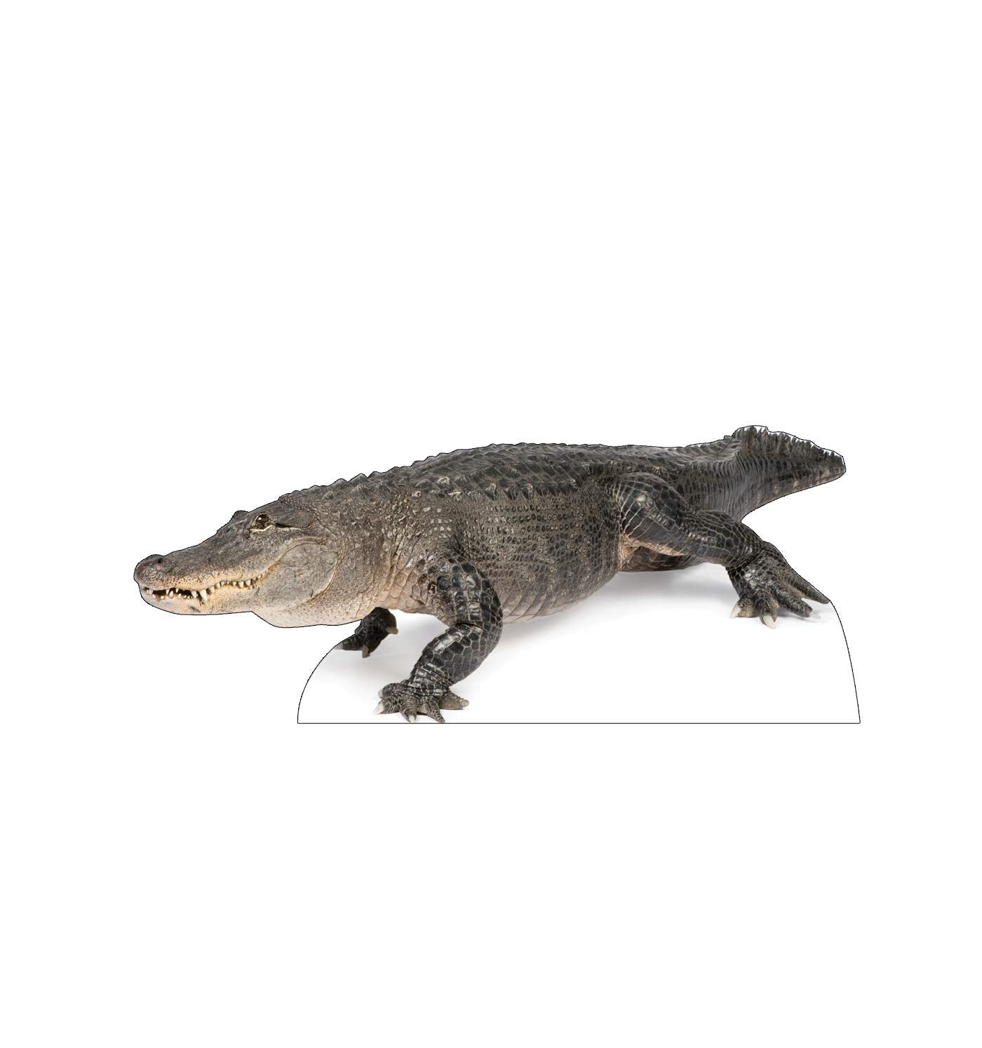 Advanced Graphics American Alligator Life Size Cardboard Cutout Standu ...